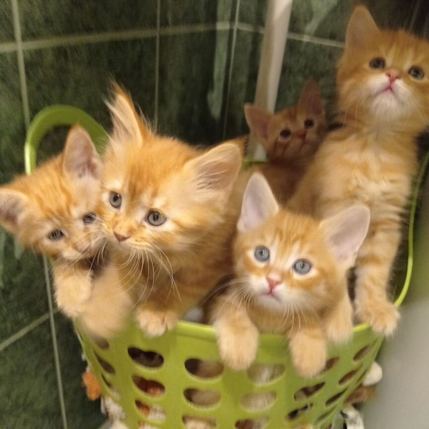 Продажа котят