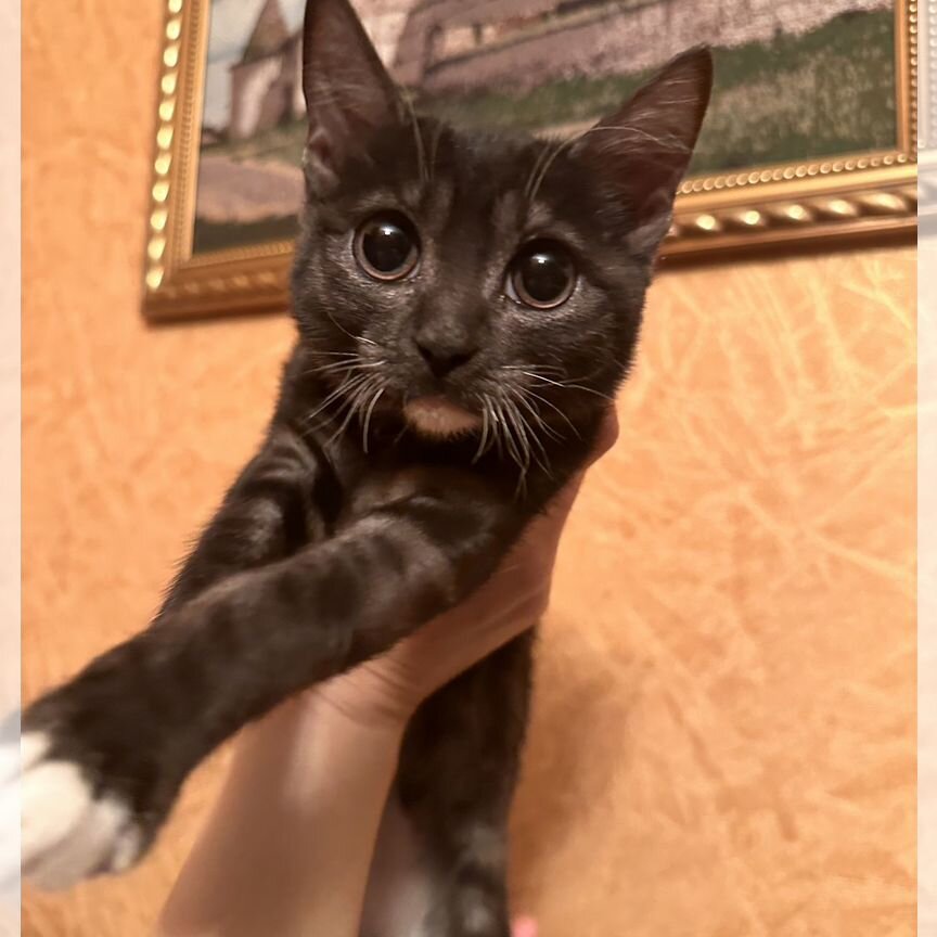 Котёнок в добрые руки