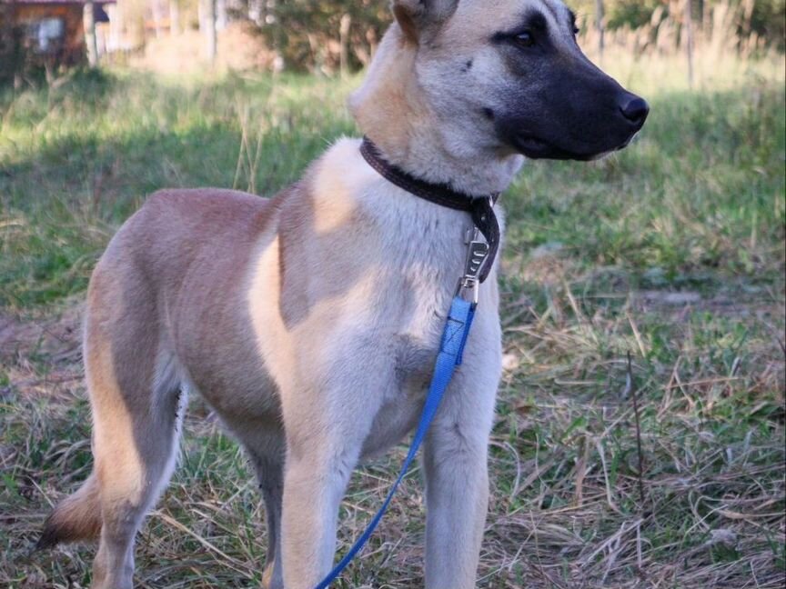 Собака 11 месяцев Шерон ищет дом