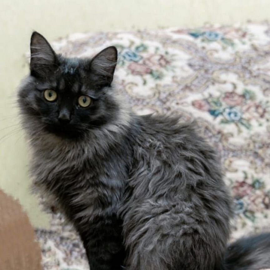 Красивый, общительный пушистик- мальчик