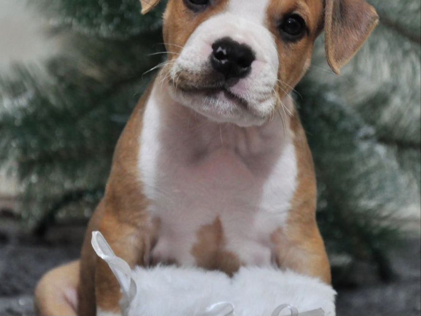 Щенки американского стаффтерьера