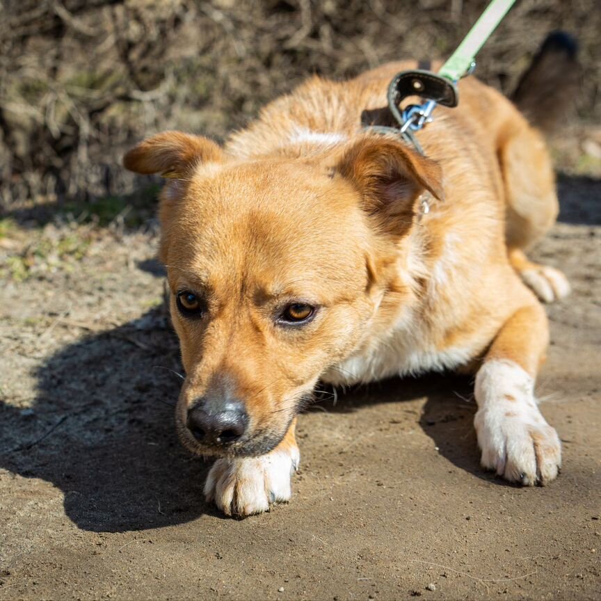 Песик Пятнышко нуждается в семье
