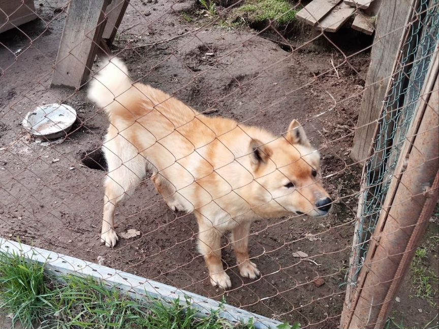 Собака в добрые руки