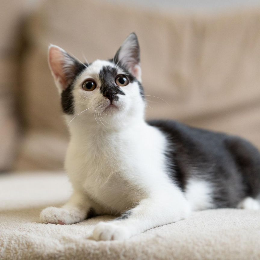 Люся ищет дом