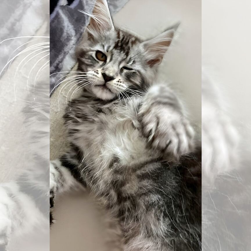 Мейн-кун котёнок