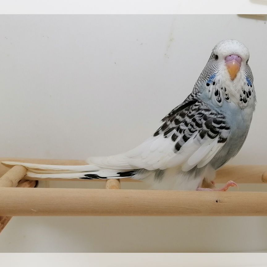 Ввп,Чехи,птенцы