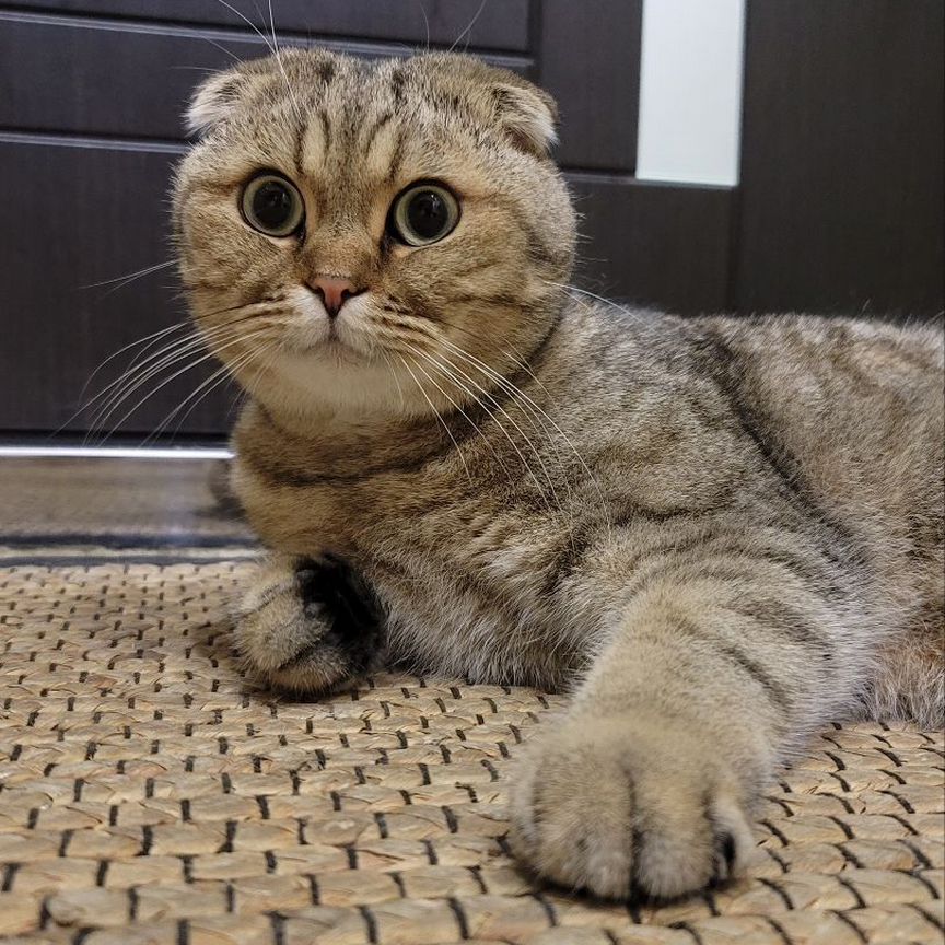 Шотландская вислоухая кошка бесплатно