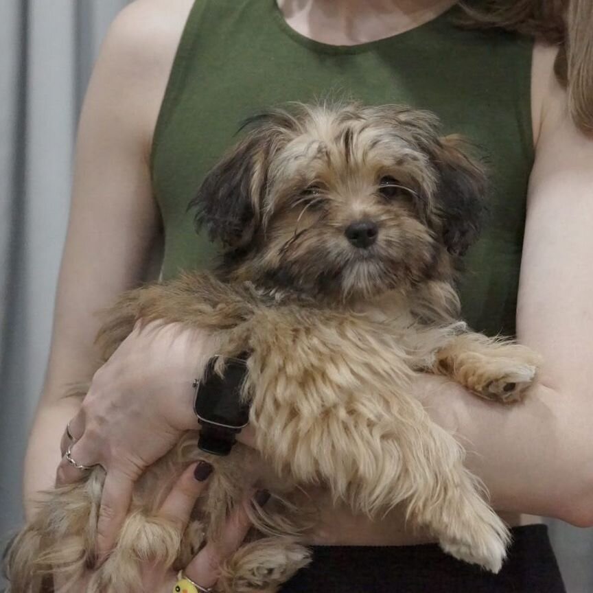 Красивый мальчик русской цветной болонки