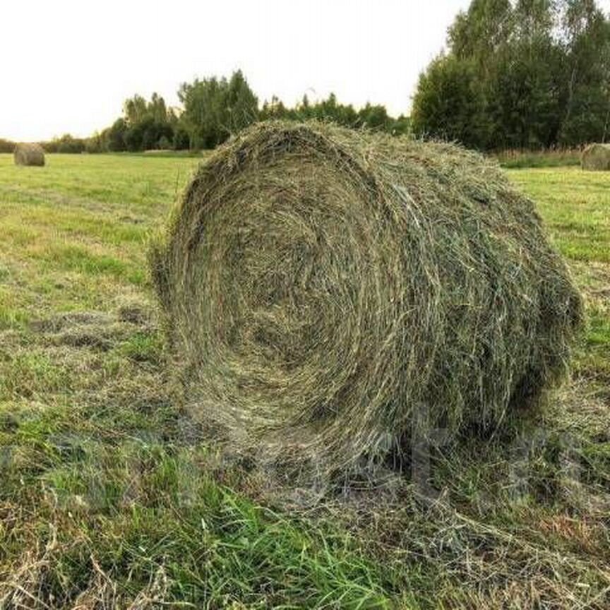 Сено и солома в рулонах