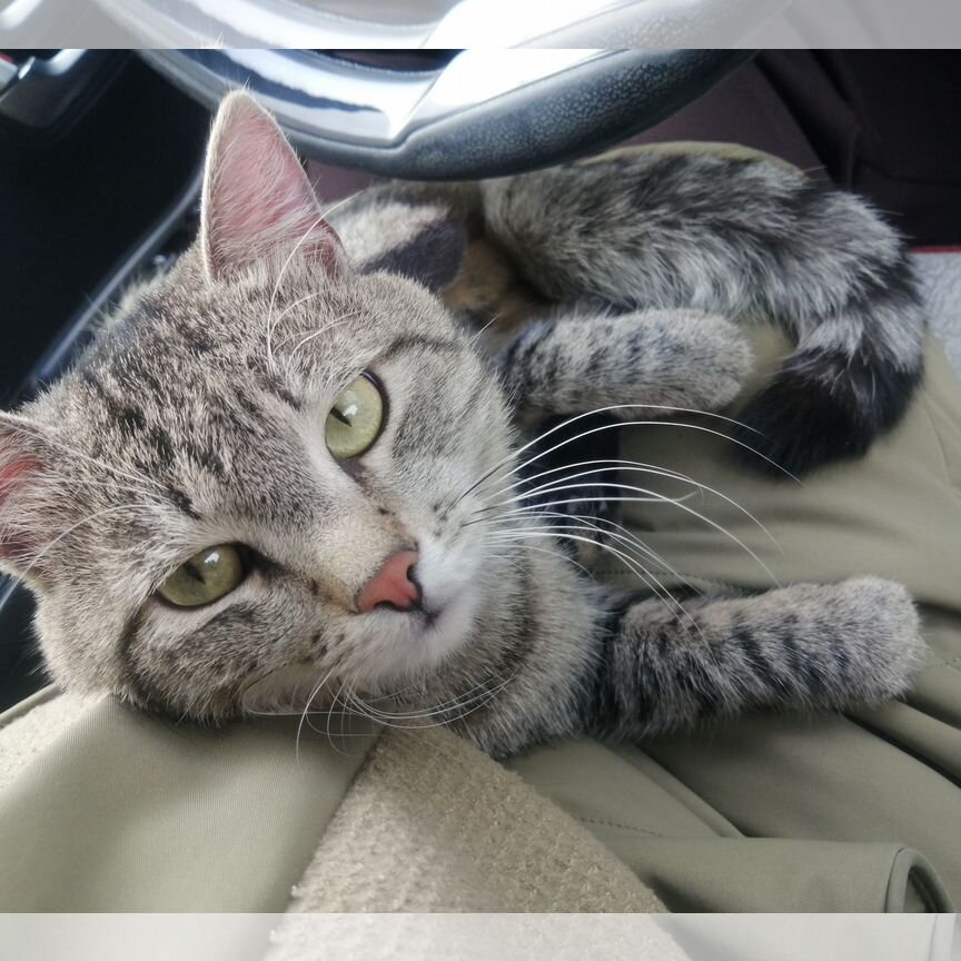 Котёнок в добрые руки