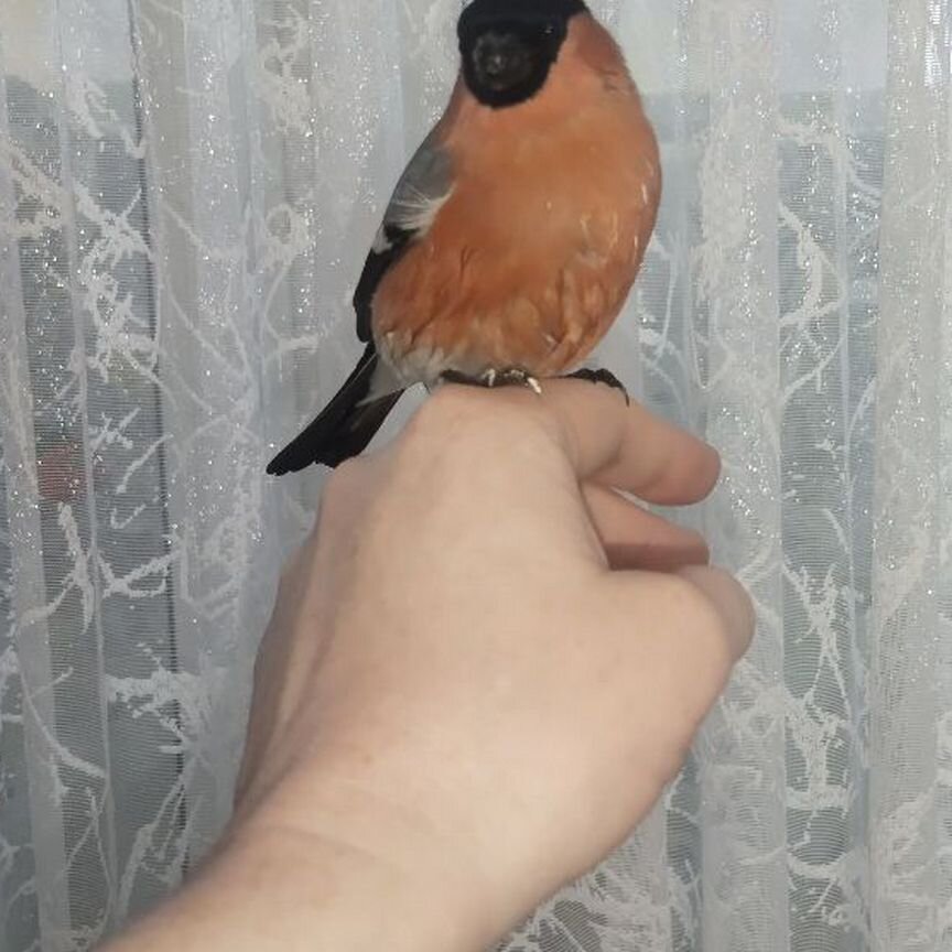 Снигирь мальчик