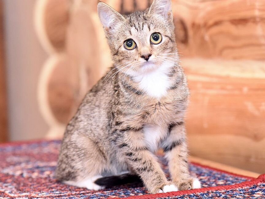 Котенок Лиза в добрые руки