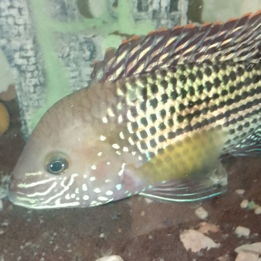 Рыба Акара Бирюзовая