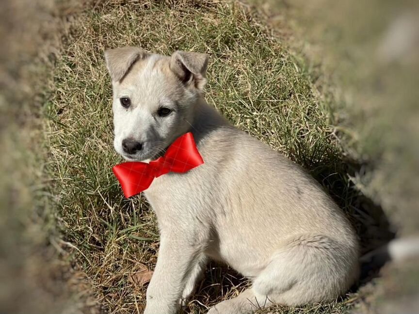 Кутята лайки в дар