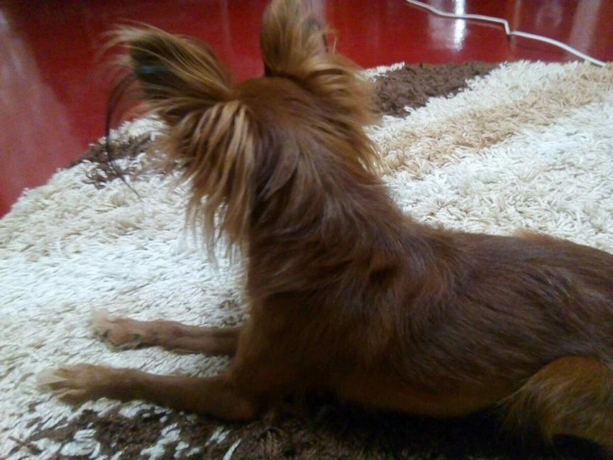 Вязка Русский той терьер длинношерстный