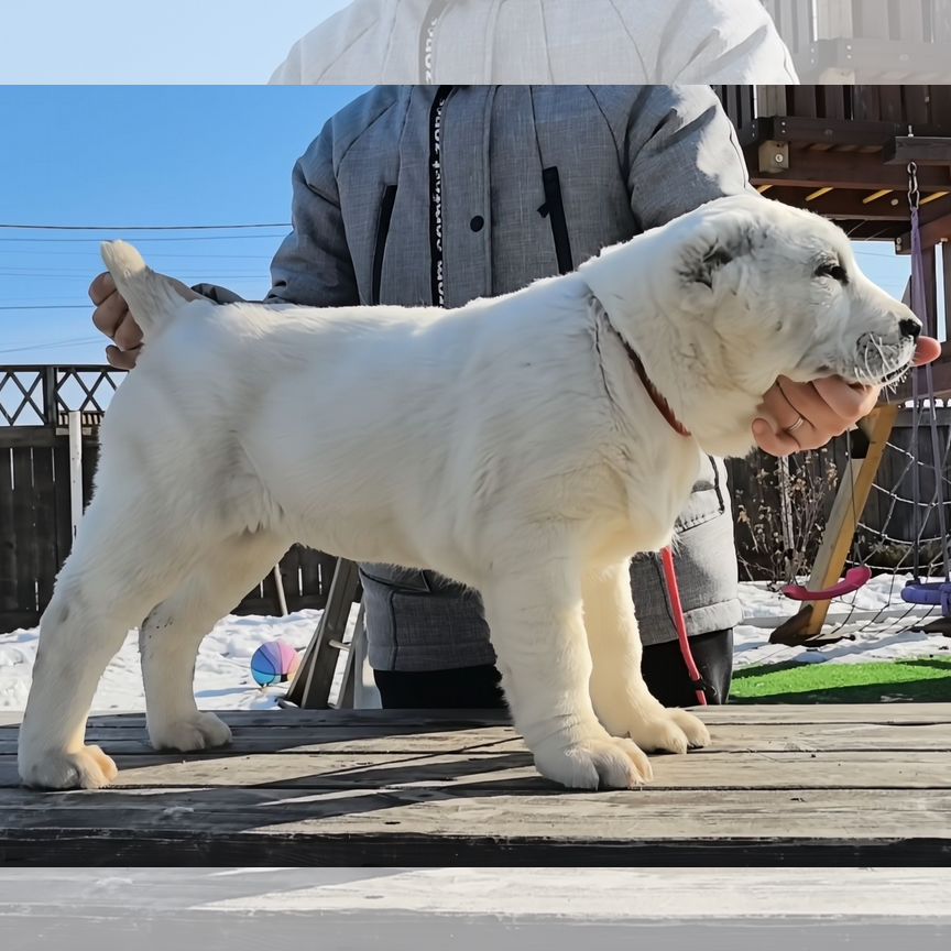 Среднеазиатская овчарка, щенок