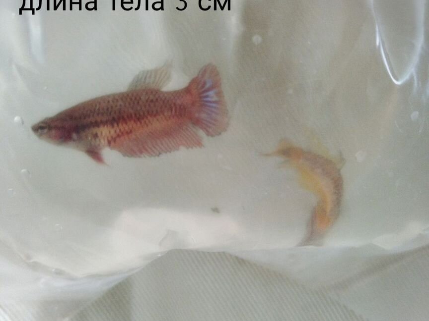 Рыбка петушок самка