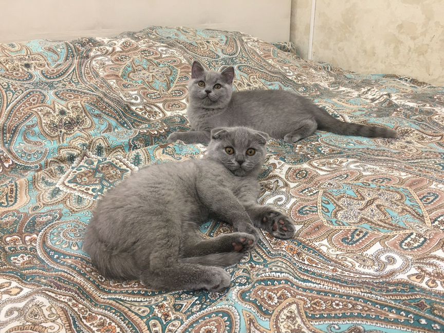 Шотландские котята LenaRus Best