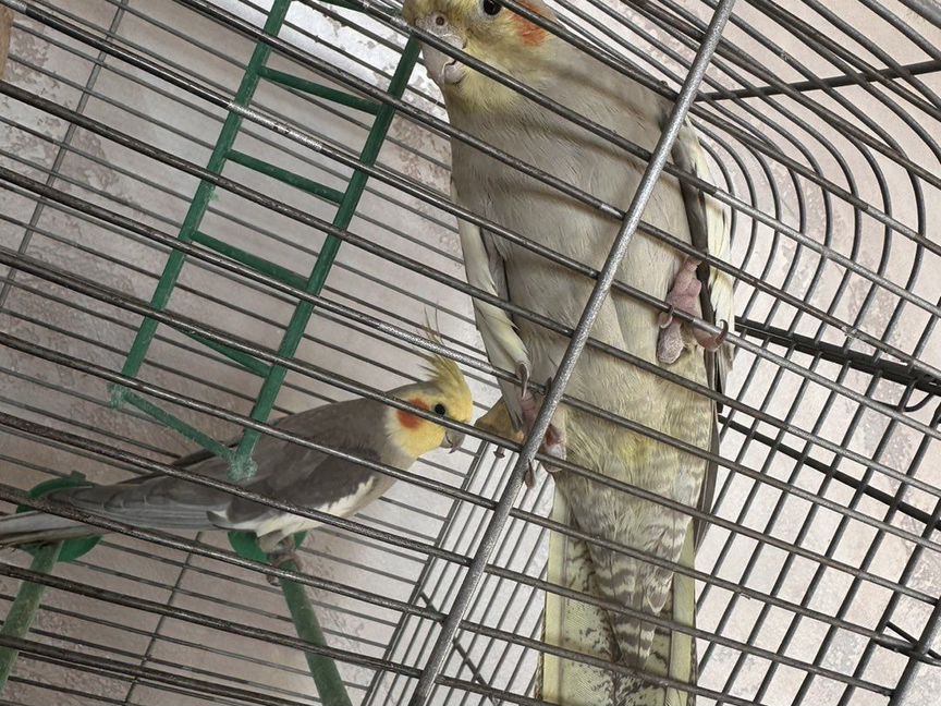 Попугай корелла с клеткой