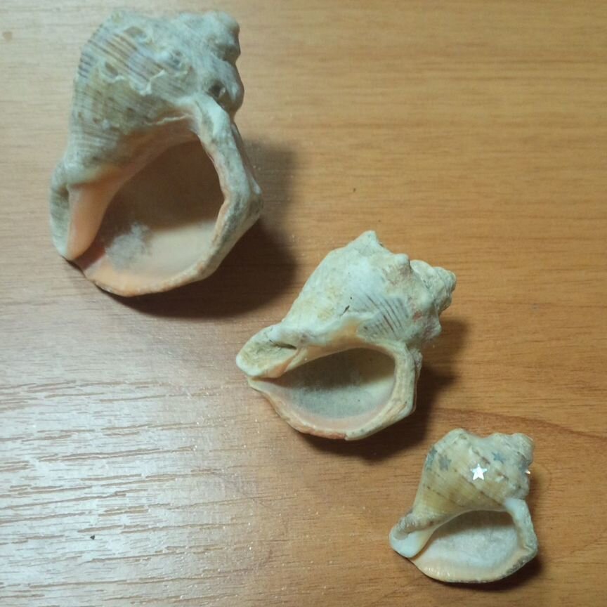 Три раковины для аквариума