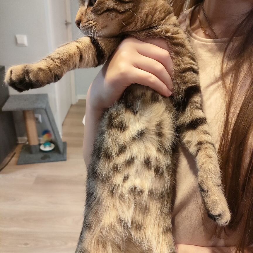 Котята саванна ф5