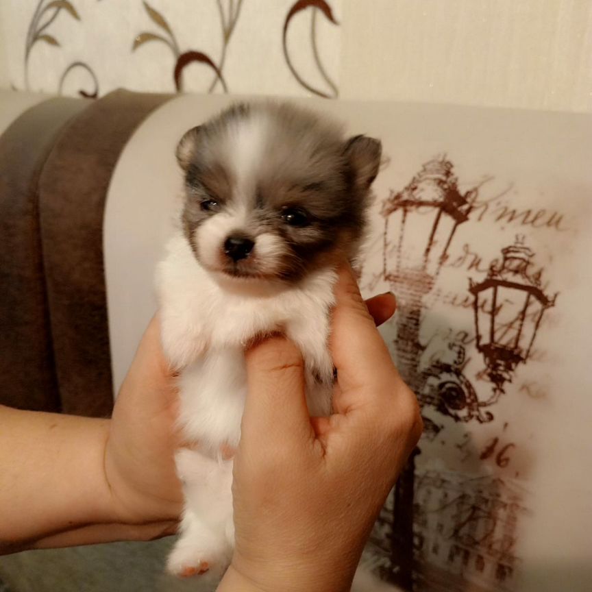 Щеночек шпица