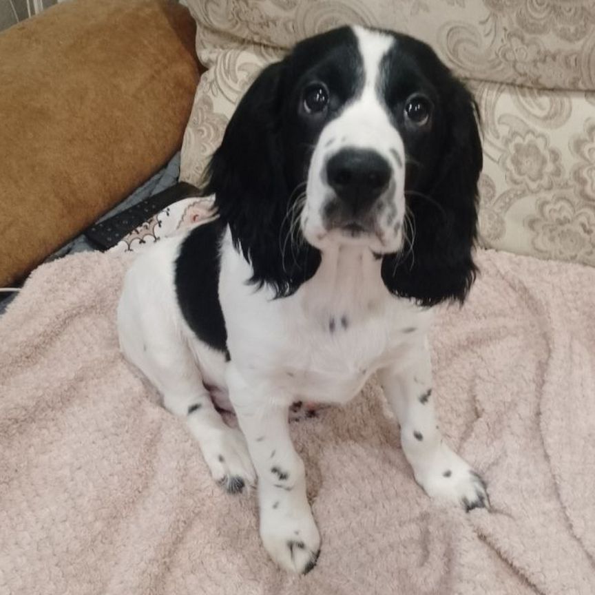 Русский охотничий спаниель, щенок