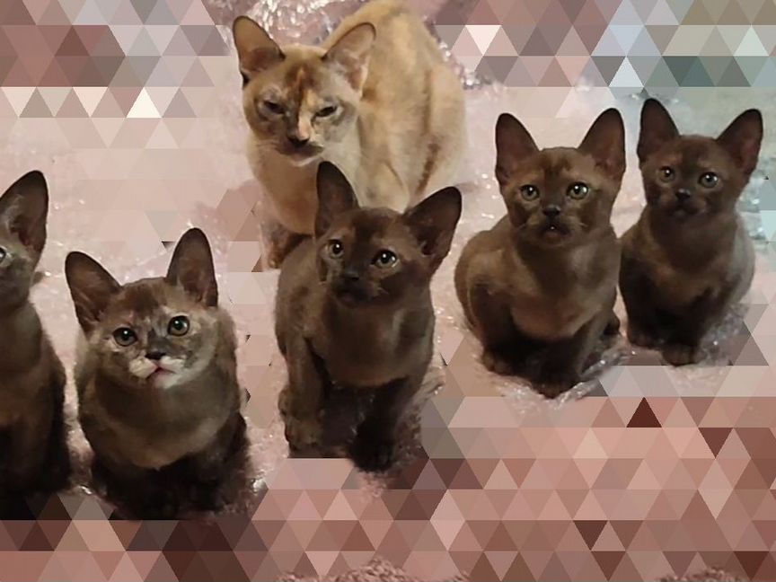Бурманские котята