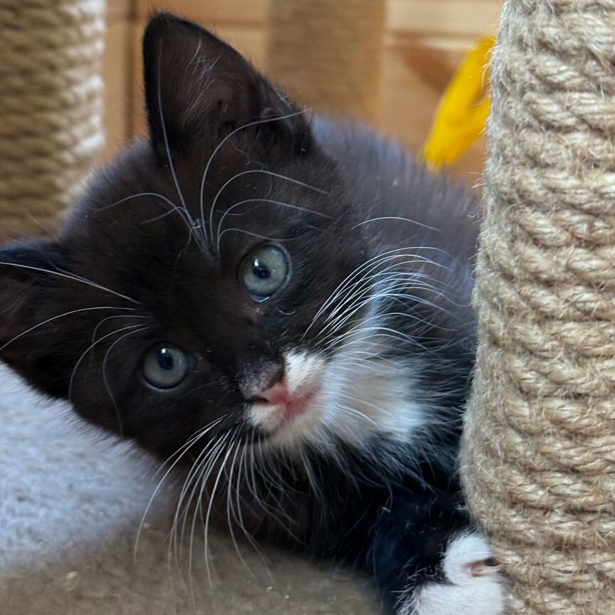 Сибирский котёнок