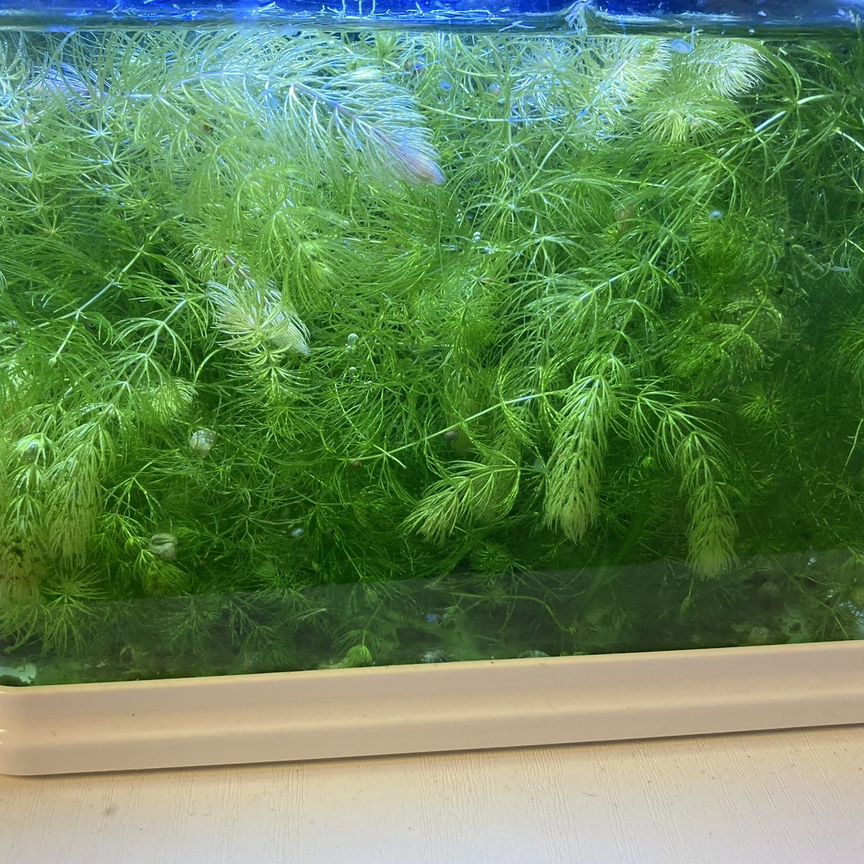 Аквариумные роголистник, валлиснерия. Гуппи самцы