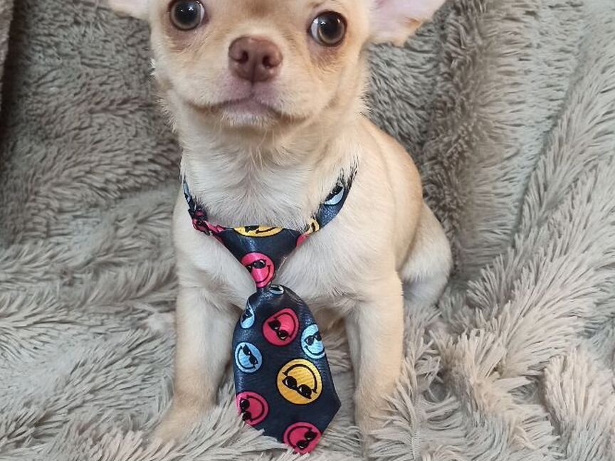 Крутой маль-чишка, РКФ