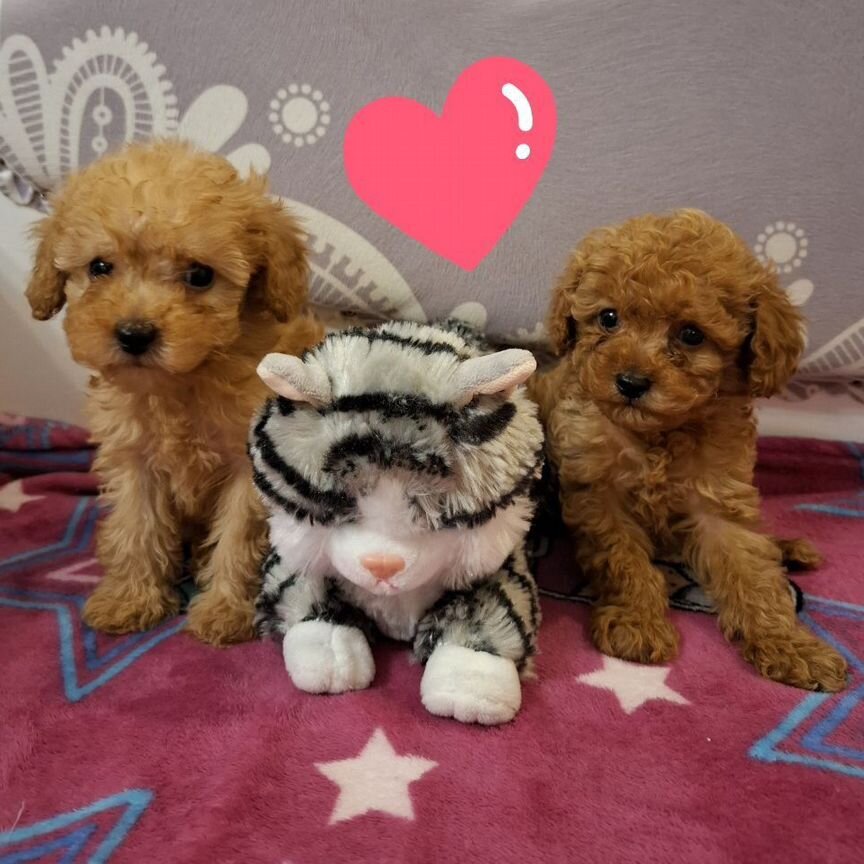 Той-пудель, щенок