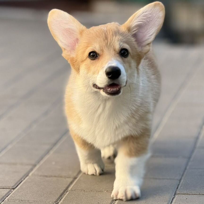 Милые корги