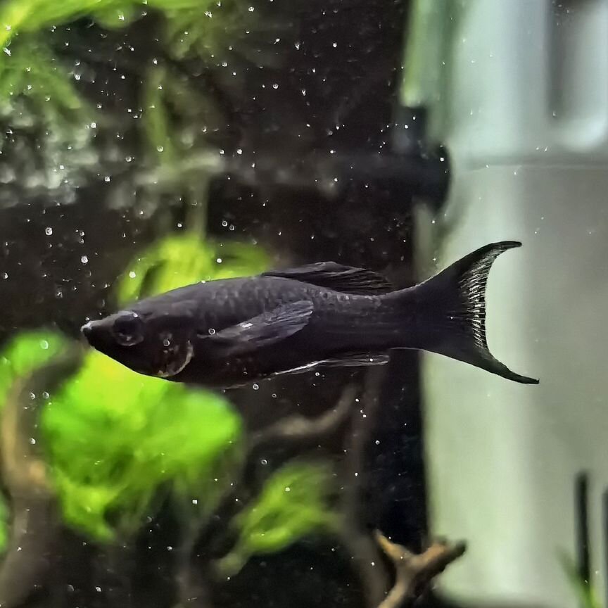 Моллинезия черная