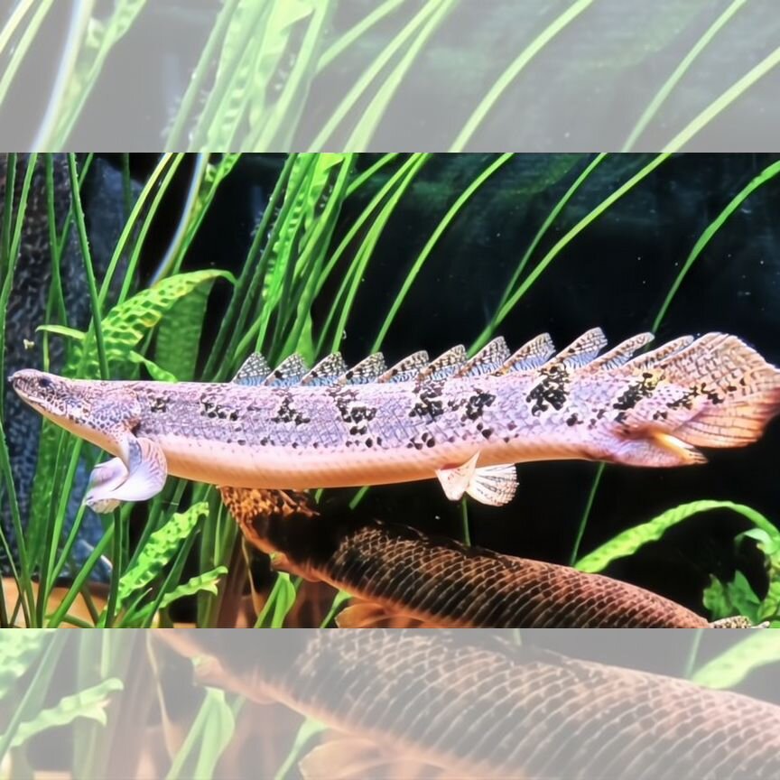 Полиптерус сенегальский