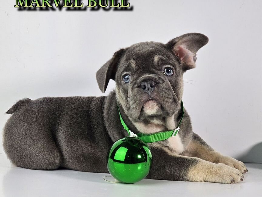 Французский бульдог голубой щенок