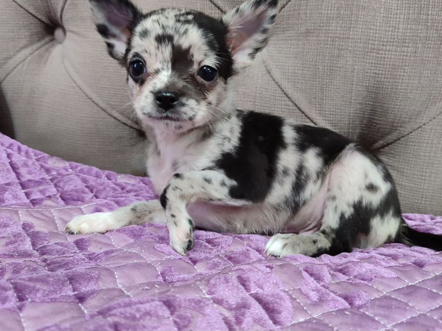 Чихуахуа мерле и шоколад