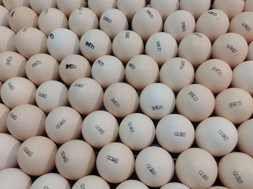 Инкубационное яйцо бройлера Кобб 500,росс 308