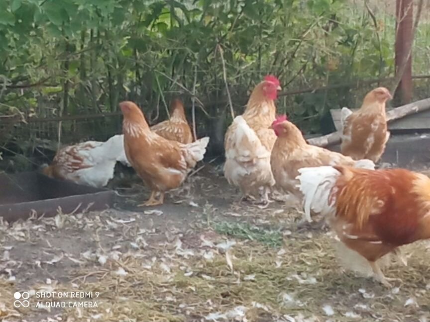 Куры несушки