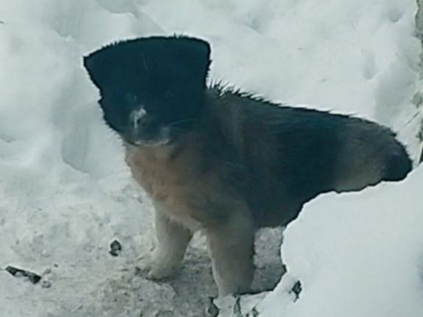 Совсем маленький щенок на улице. Ищу дом