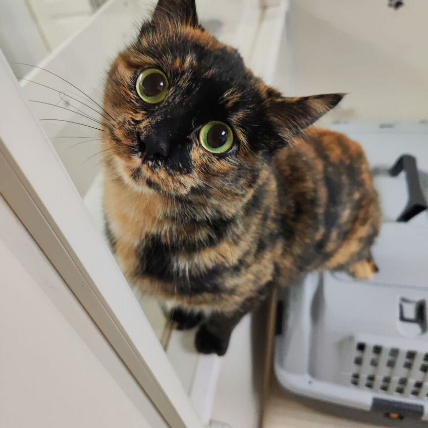 Я буду любить тебя вечно