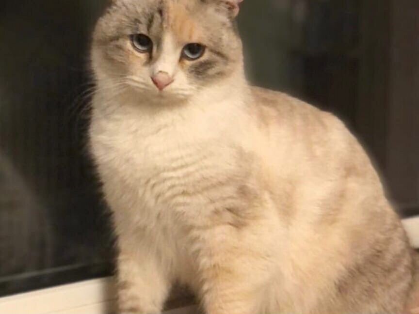 Замечательная кошечка