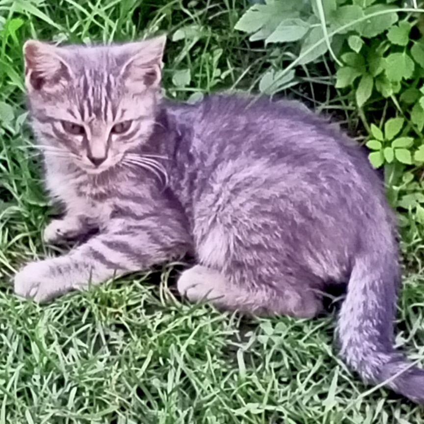 Котята