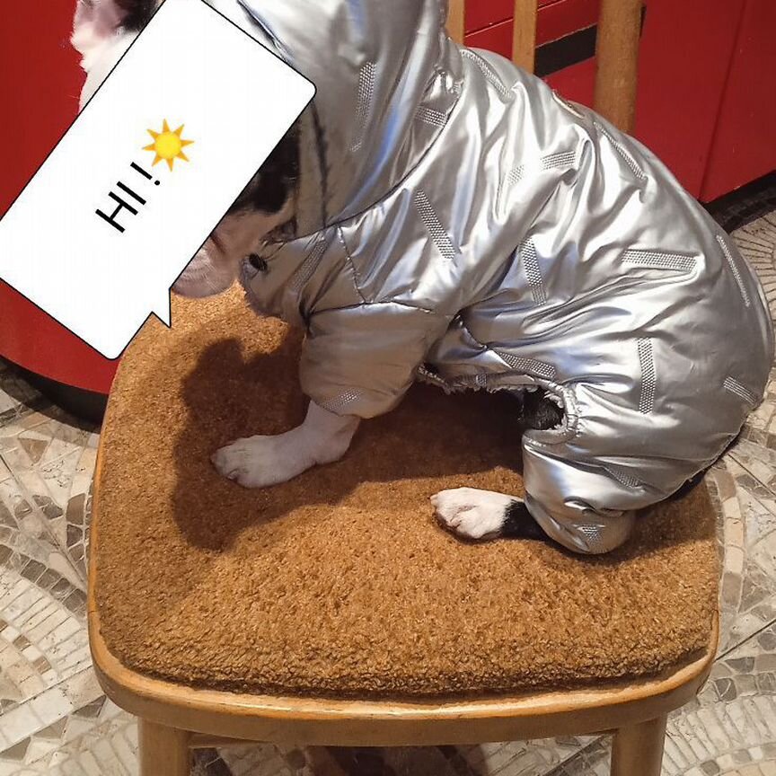 Одежда для собак средних и мелких пород