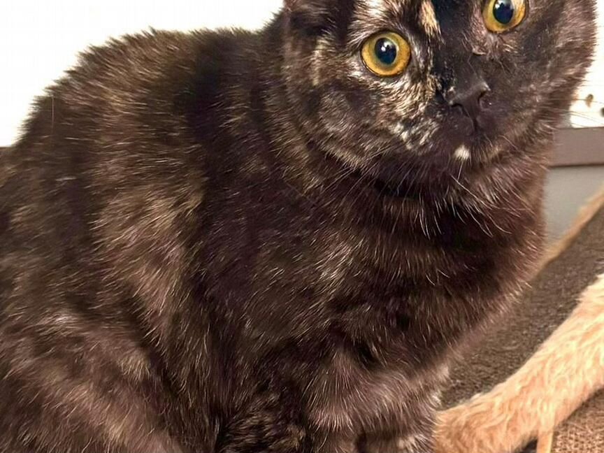 Кошка Глория на счастье