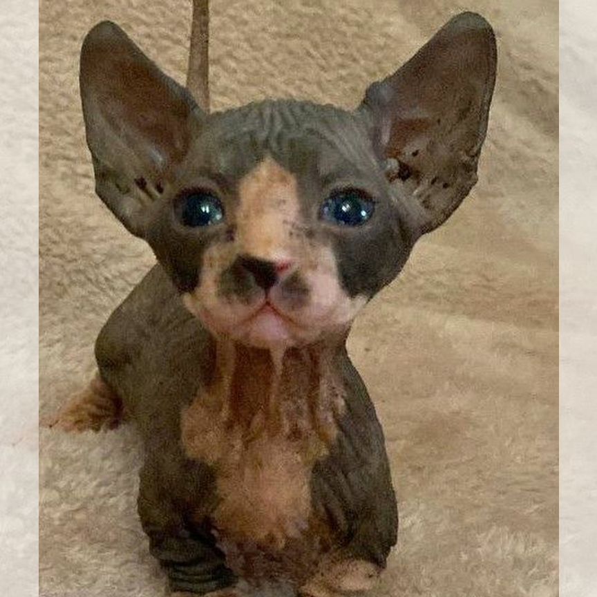 Канадский сфинкс котёнок