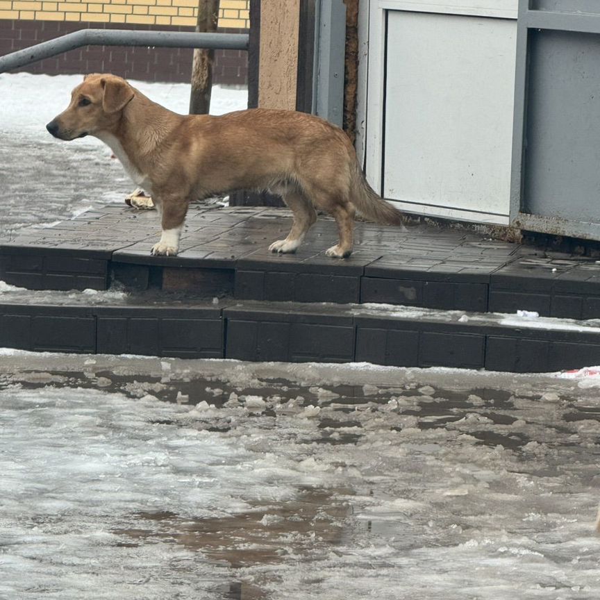 Найдена собака