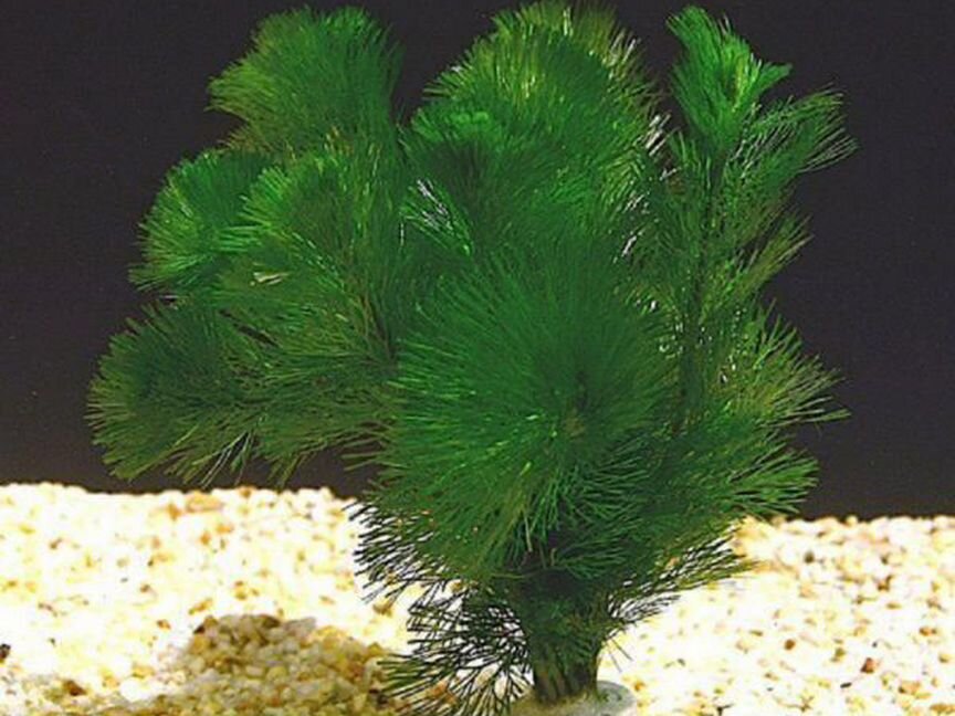 Кабомба Каролинская S, с грузом