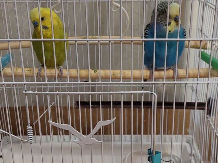 Продам 2-х попугаев