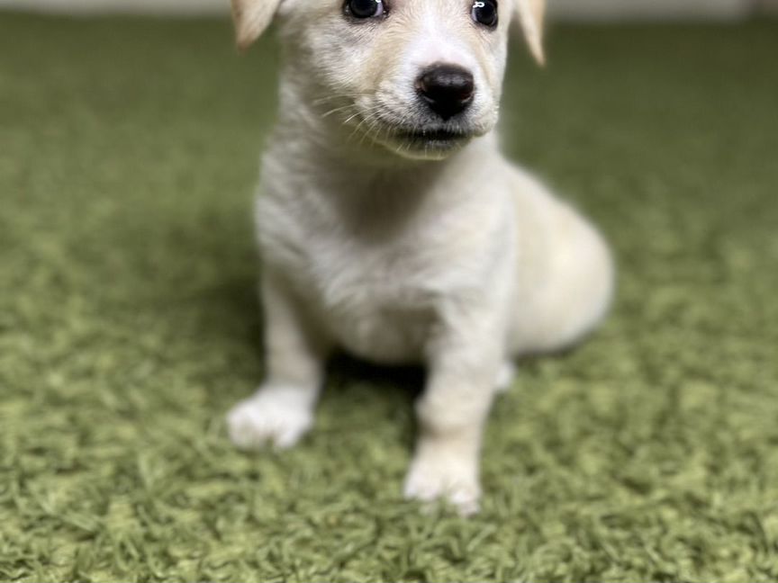 Щенок вдобрые руки